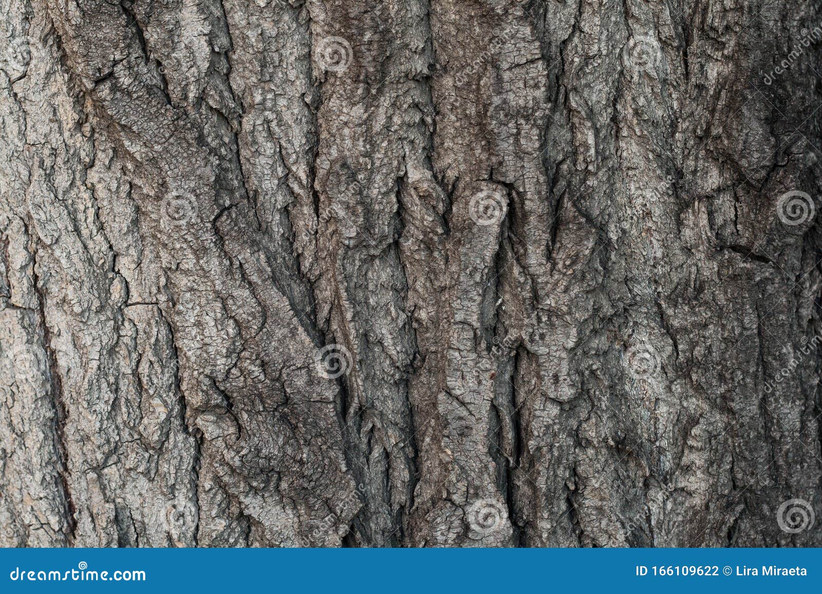 Poplar Bark Tree Texture Background Stock Photo - Image of detail ...