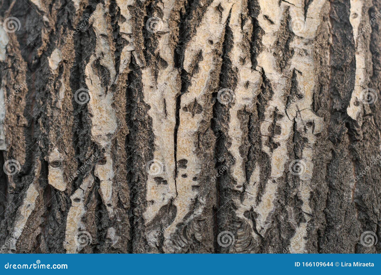 Poplar Bark Tree Texture Background Stock Photo - Image of tree, grungy ...
