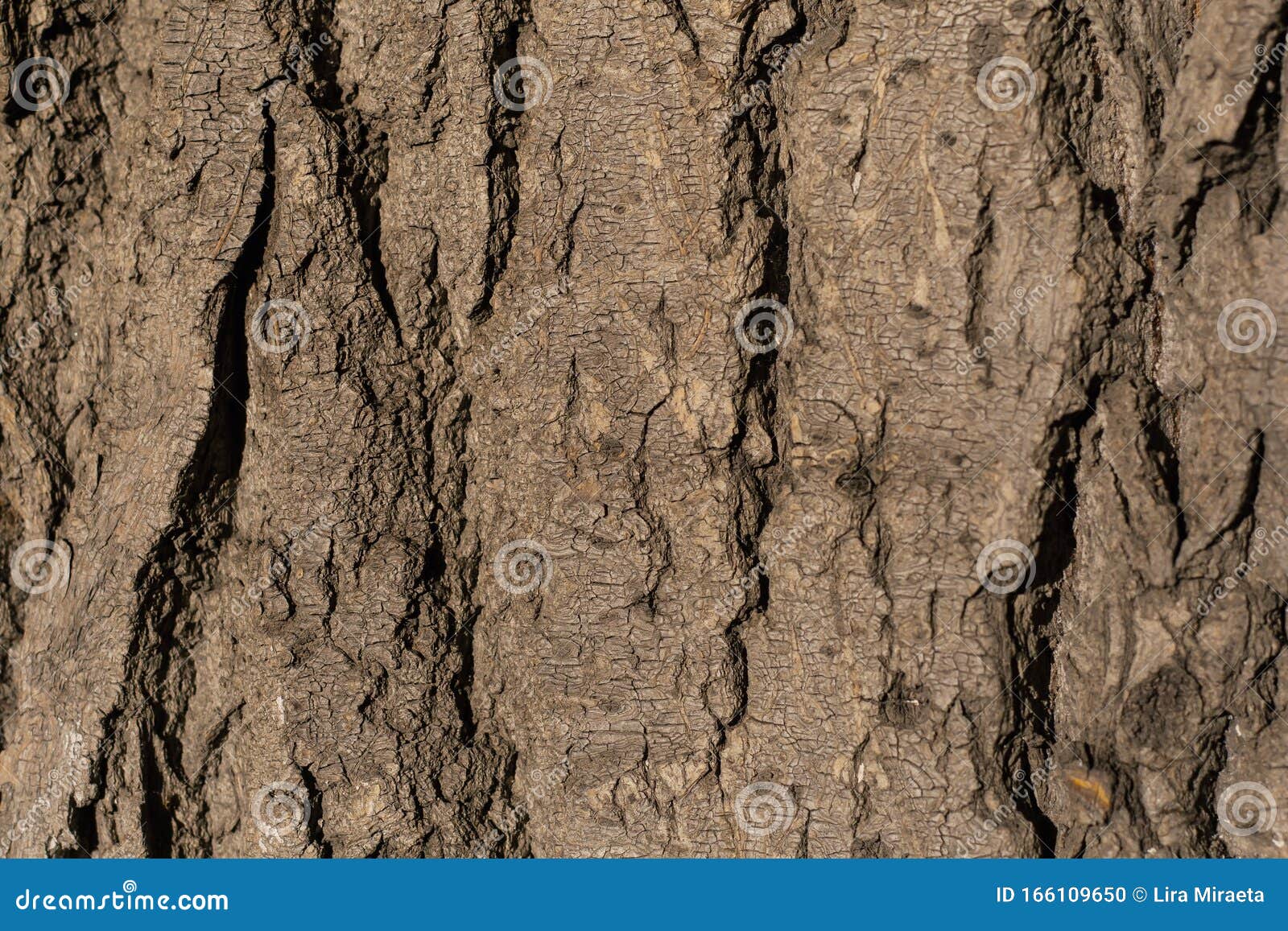 Poplar Bark Tree Texture Background Stock Photo - Image of sunny ...