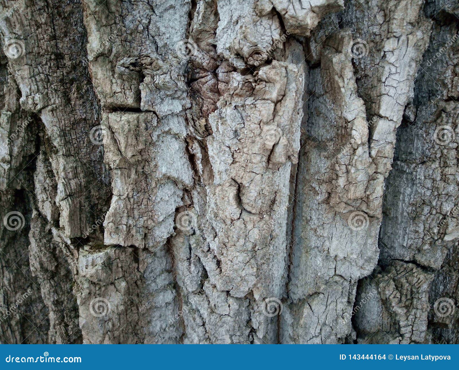 Poplar Tree Bark Texture, Close-up Stock Photo - Image of backdrop ...