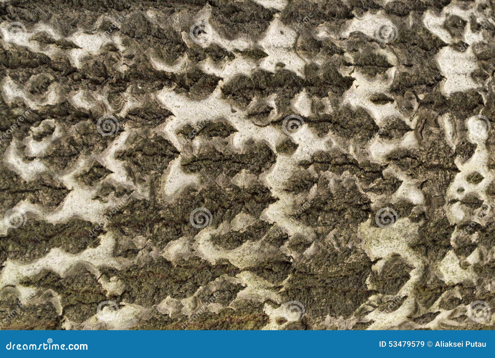 Poplar tree bark texture stock image. Image of natural - 53479579