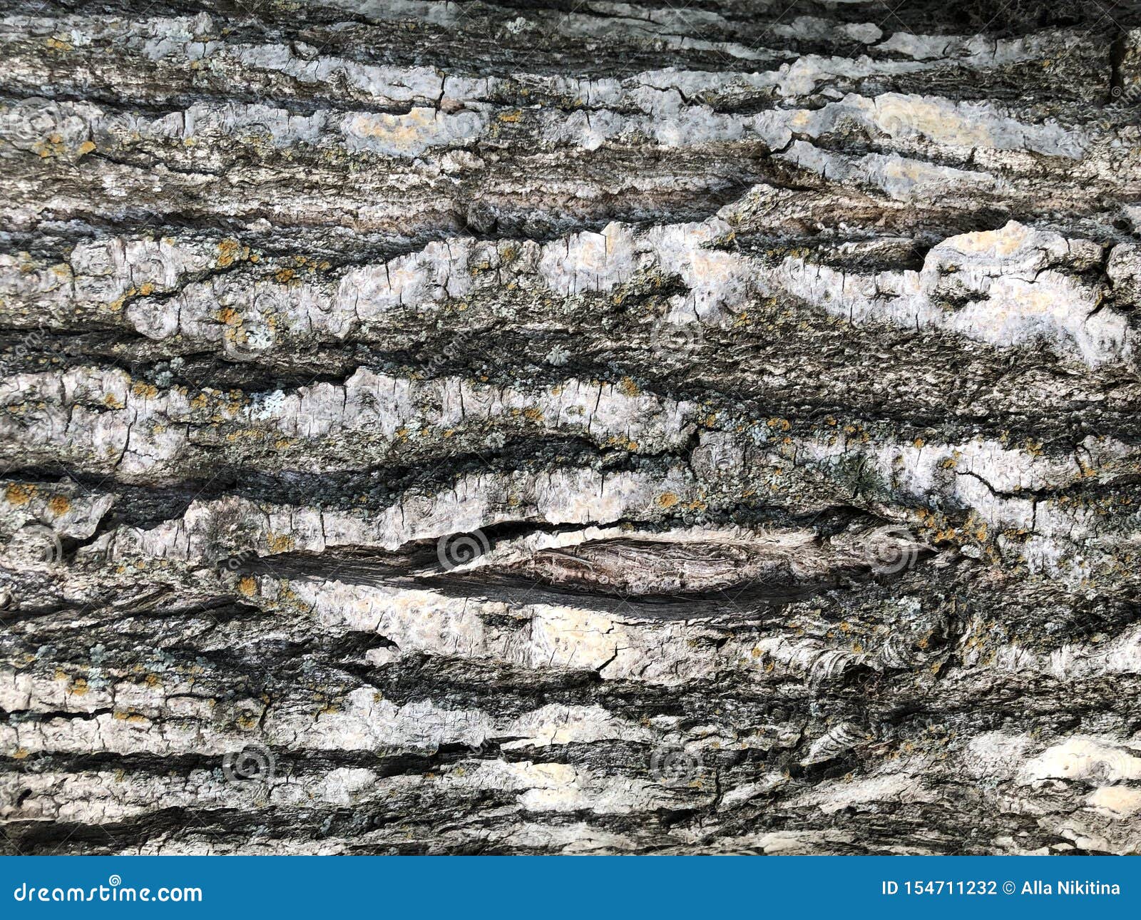 Poplar, Tree Bark. Wood Texture Stock Photo - Image of plant, detail ...