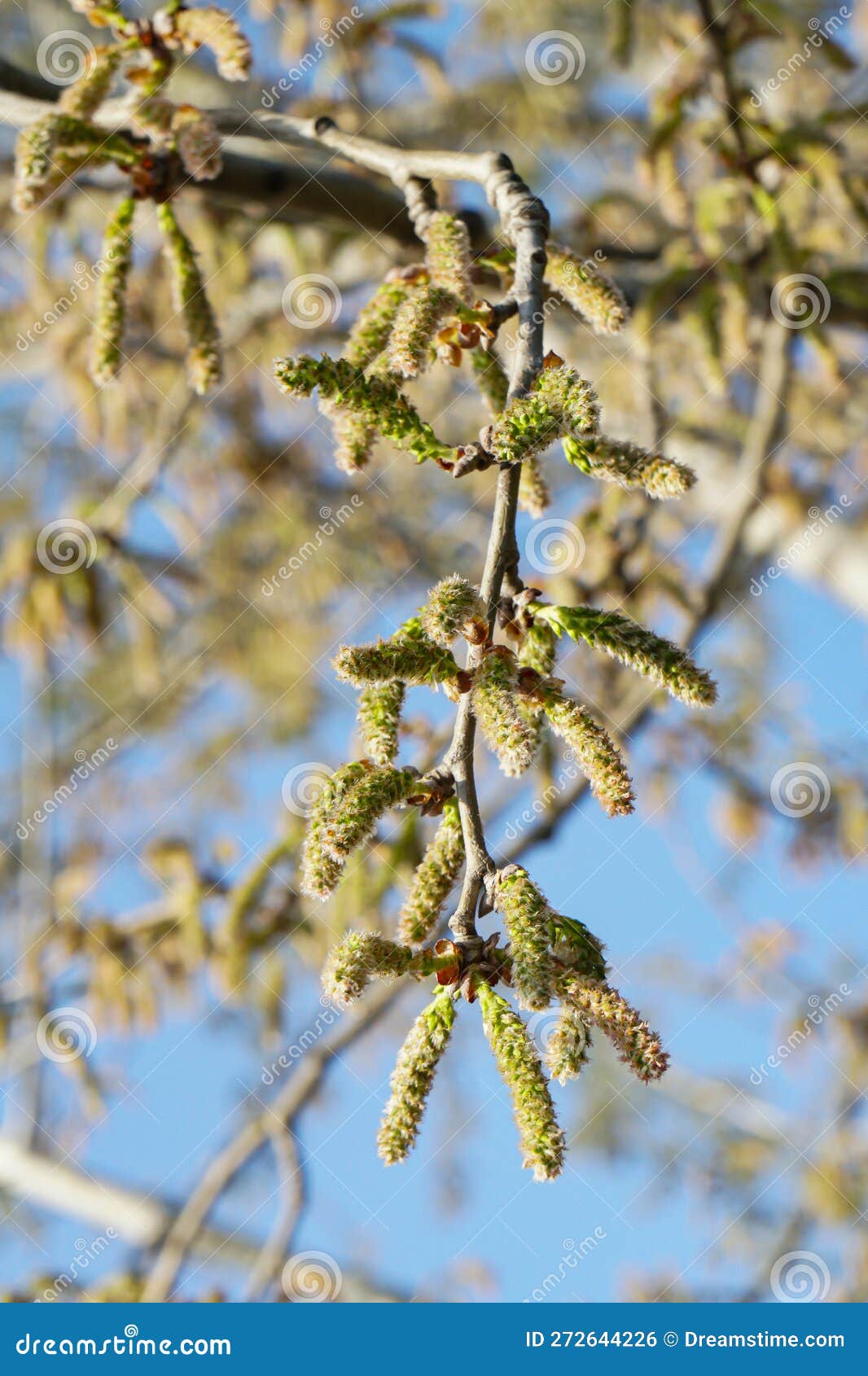 Poplar Tree Blossom, Spring in Istanbul March 2023, Populus Alba Stock ...