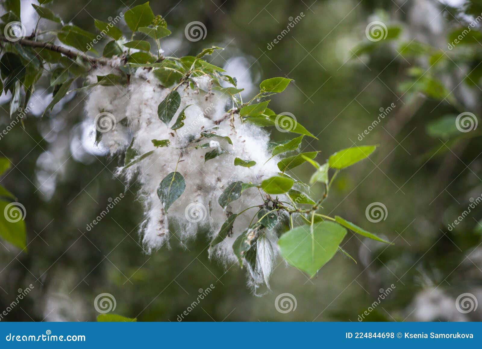 Poplar Tree Branch with Fluff Stock Photo - Image of plant, green ...