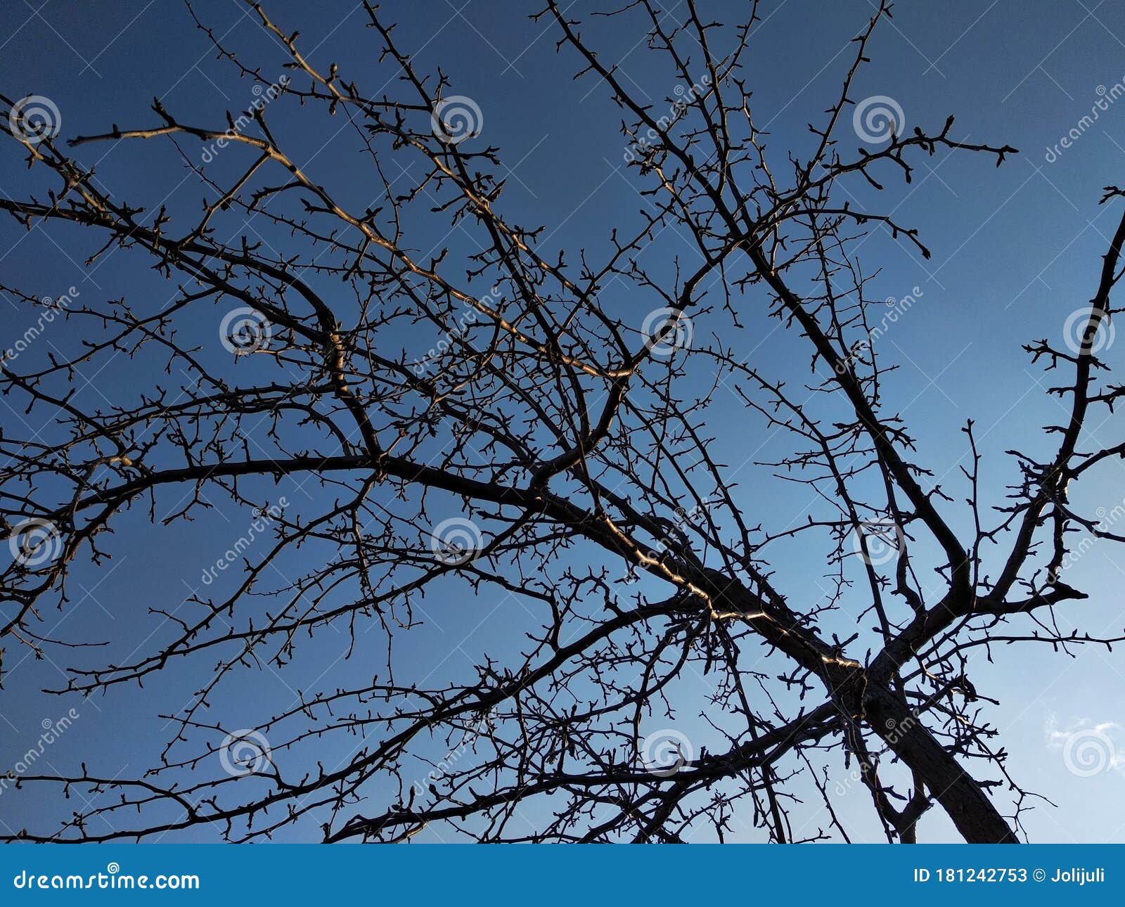 Poplar branches stock image. Image of buds, tree, silhouette - 181242753