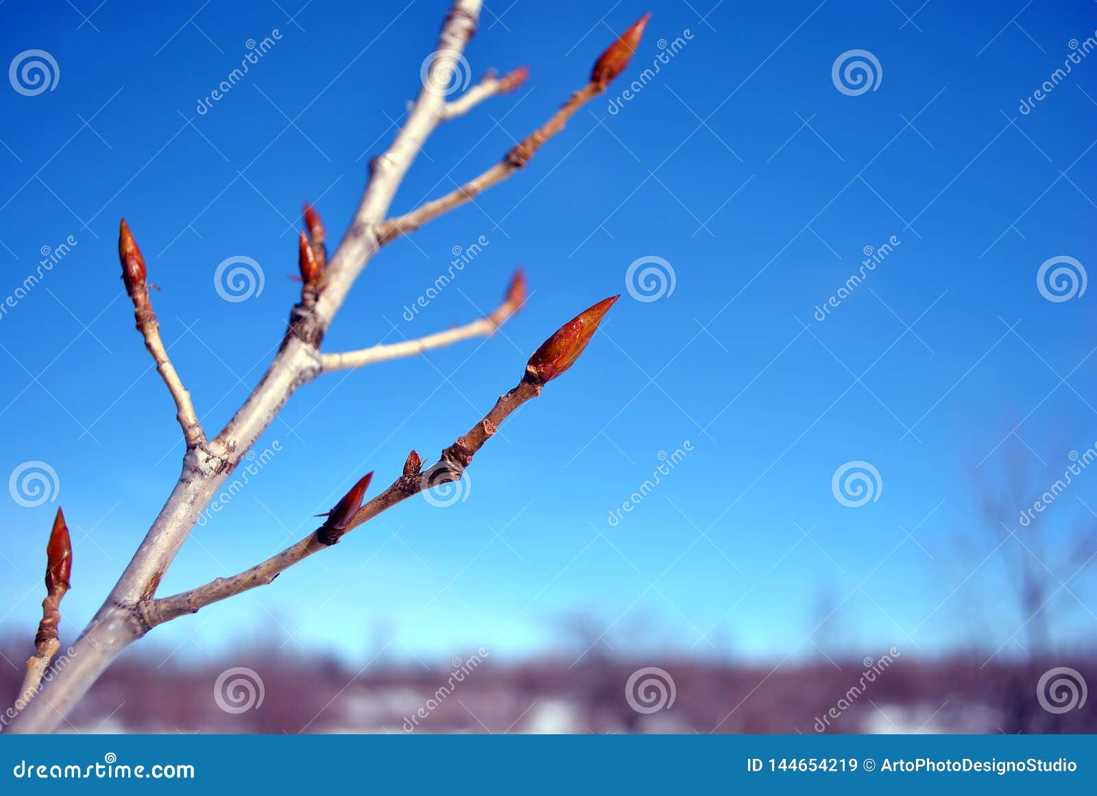 Poplar Tree Branches with New Red Buds, Blue Spring Sky Soft Background ...