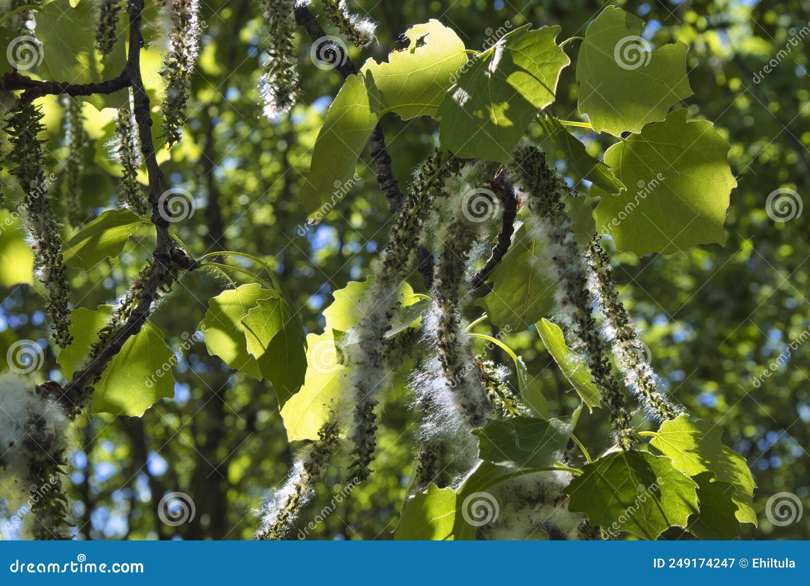 Poplar Tree Branches with Seeds Stock Image - Image of cotton ...