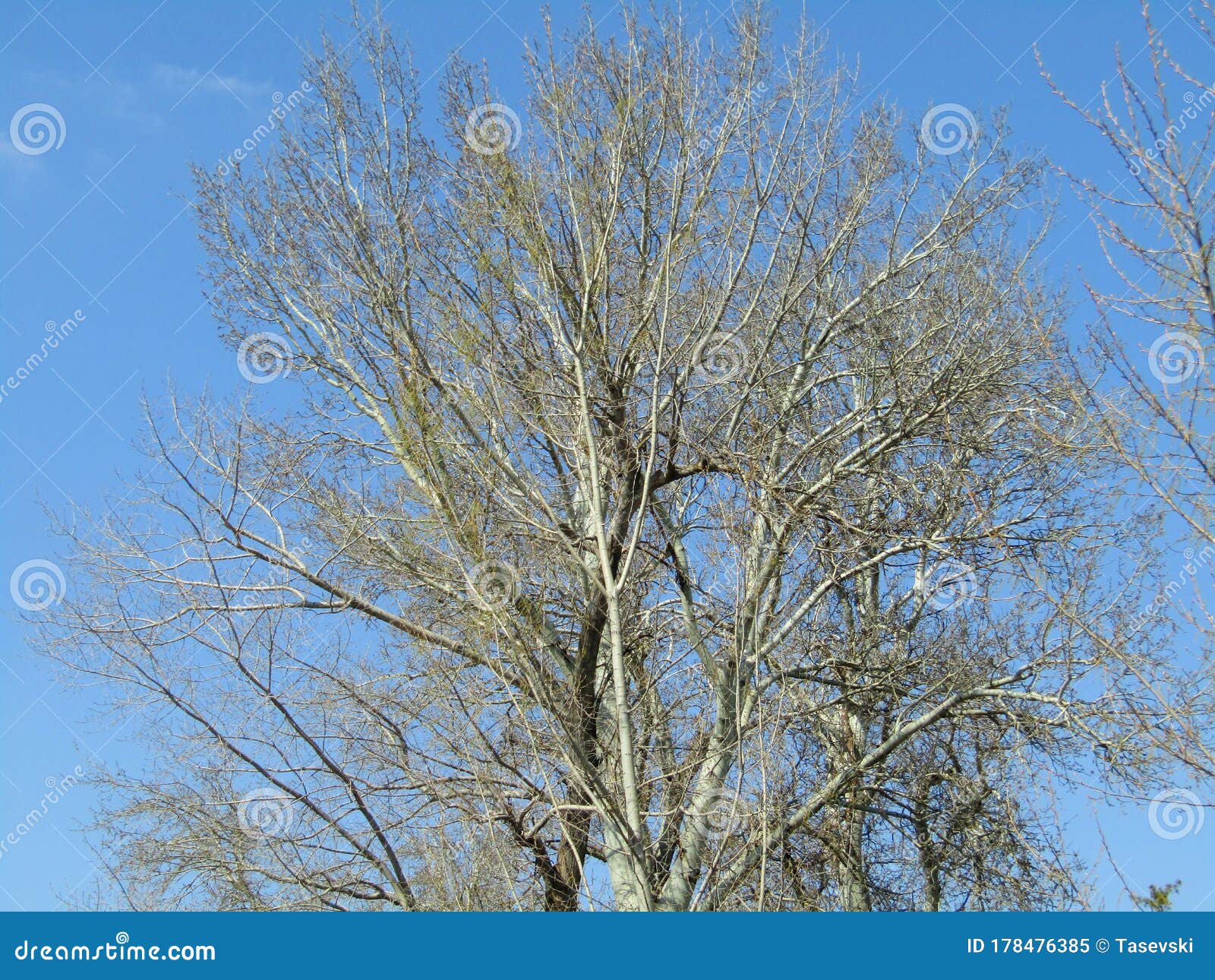 Poplar tree canopy stock image. Image of life, park - 178476385