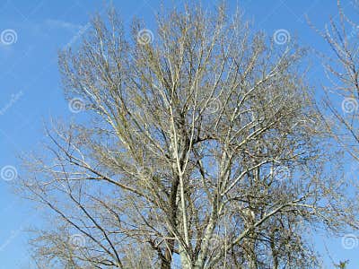 Poplar tree canopy stock image. Image of life, park - 178476385