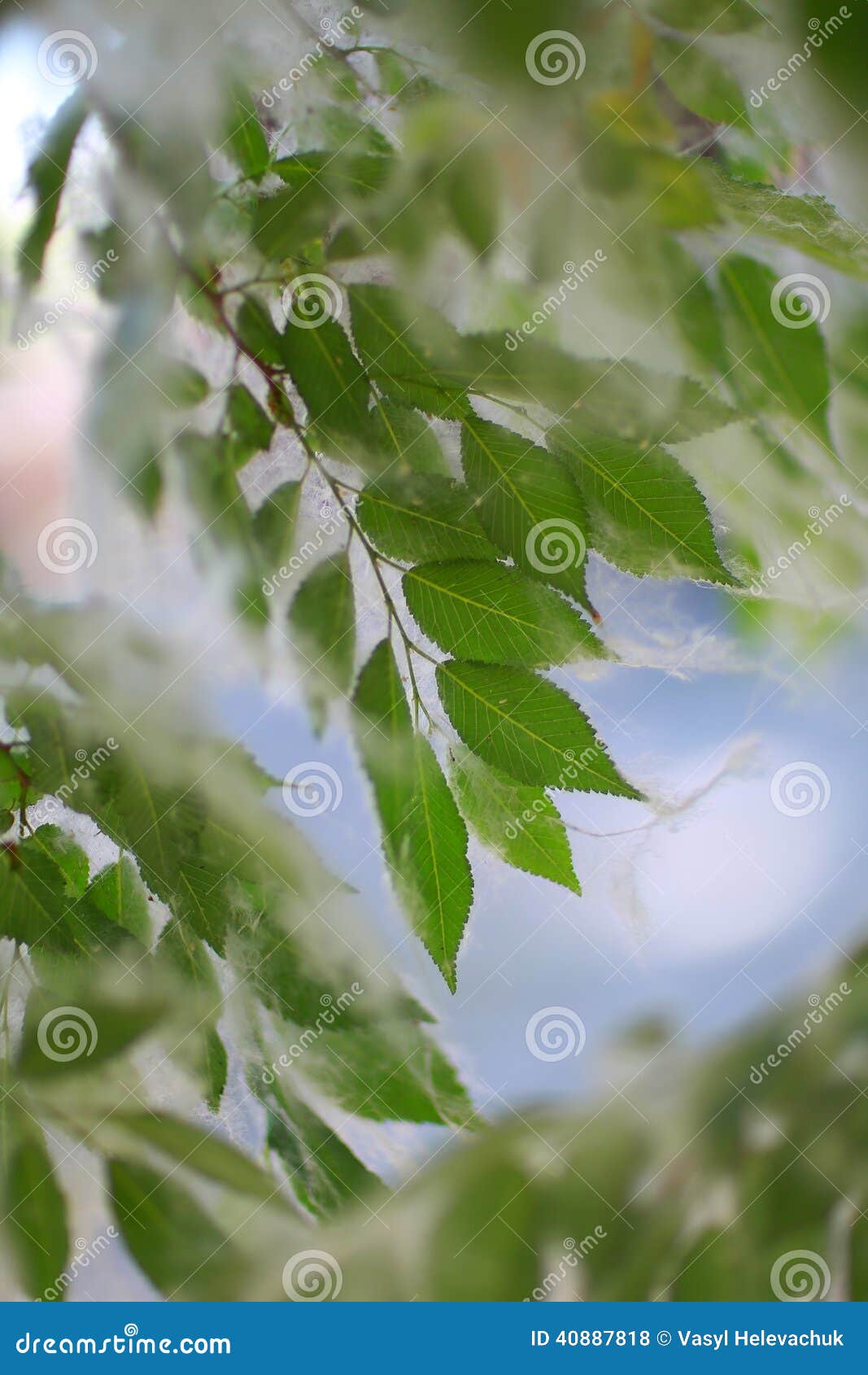 Poplar stock photo. Image of cottonwood, cover, blossom - 40887818