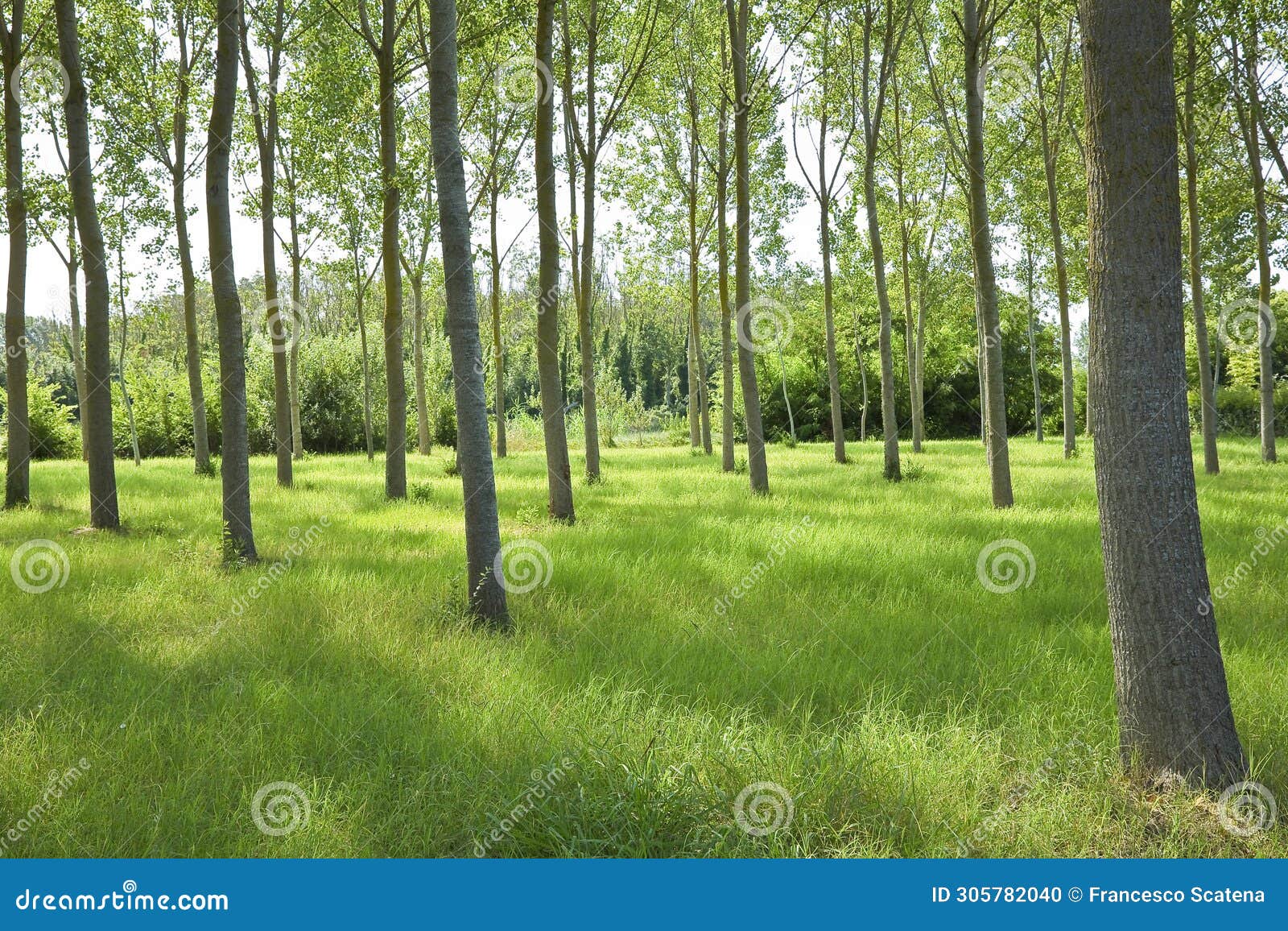 Poplar Tree Cultivation with Trees and Green Grass Stock Photo - Image ...