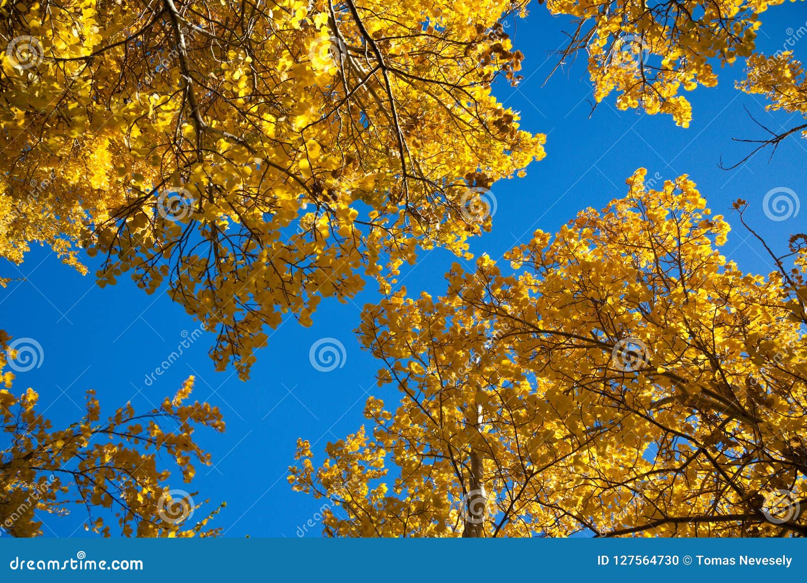 A Poplar Tree in Fall with Bright Backlit Yellow Leaves Stock Photo ...