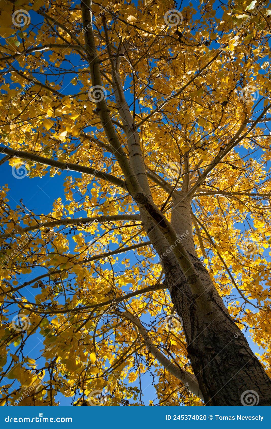 A Poplar Tree in Fall with Bright Backlit Yellow Leaves Stock Photo ...