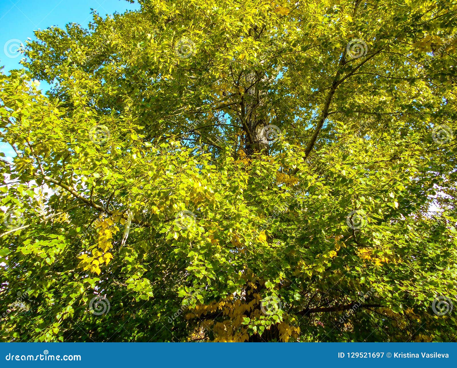 Poplar. Poplar Tree in Fall with Bright Green Leaves Stock Image ...