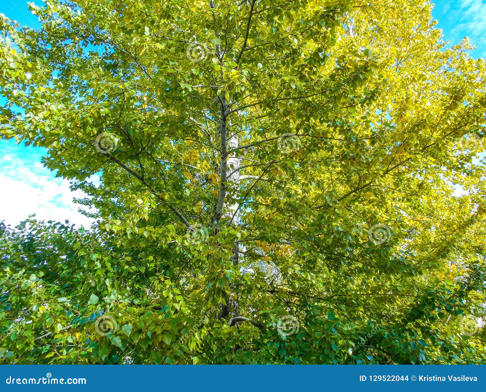 Poplar. Poplar Tree in Fall with Bright Green Leaves Stock Photo ...