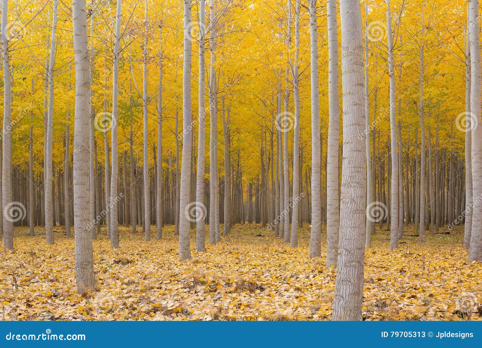 Poplar Tree Farm in Fall Season Stock Image - Image of foliage, yellow ...
