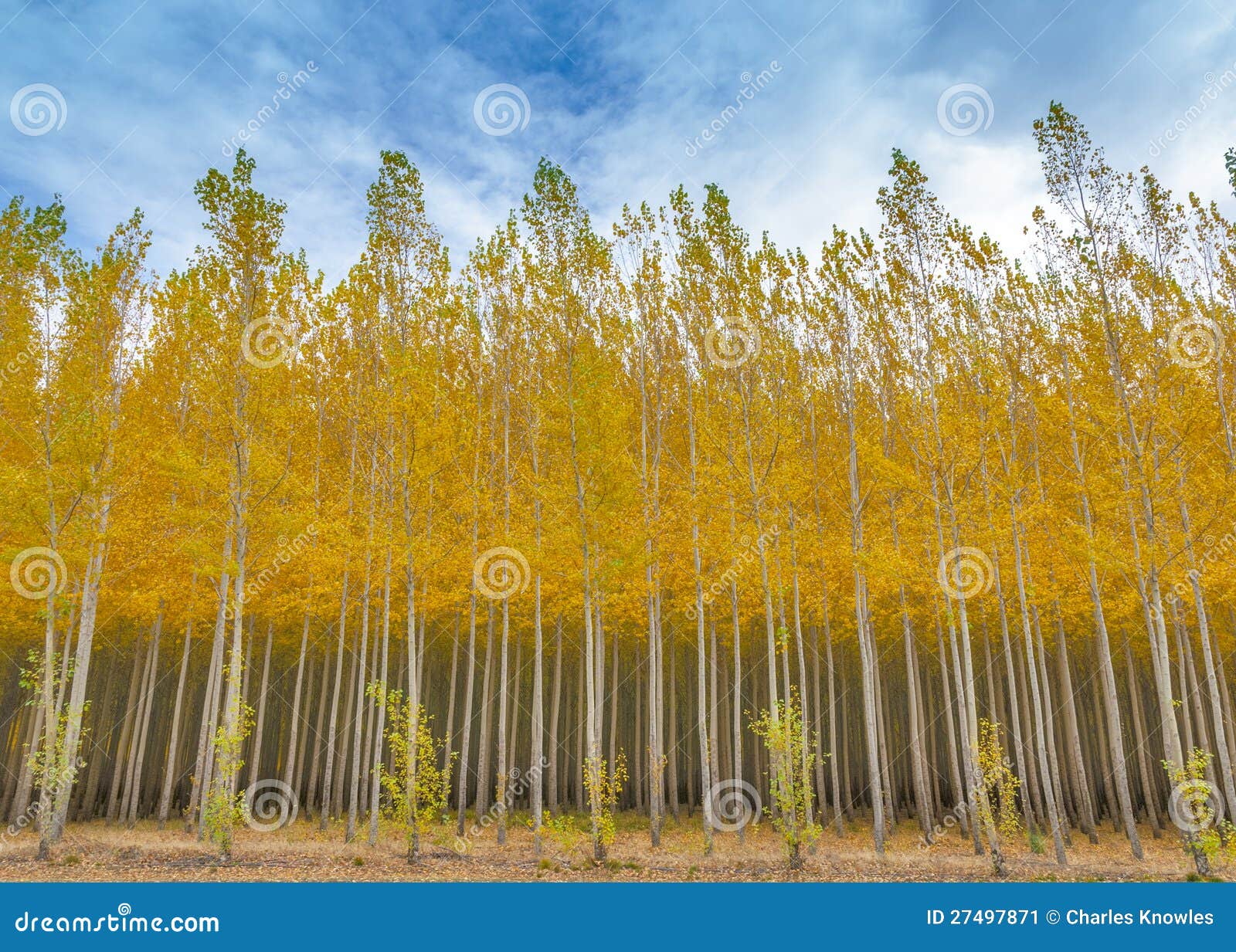 Poplar Tree Farm in Full Autumn Colors Stock Image - Image of farm ...