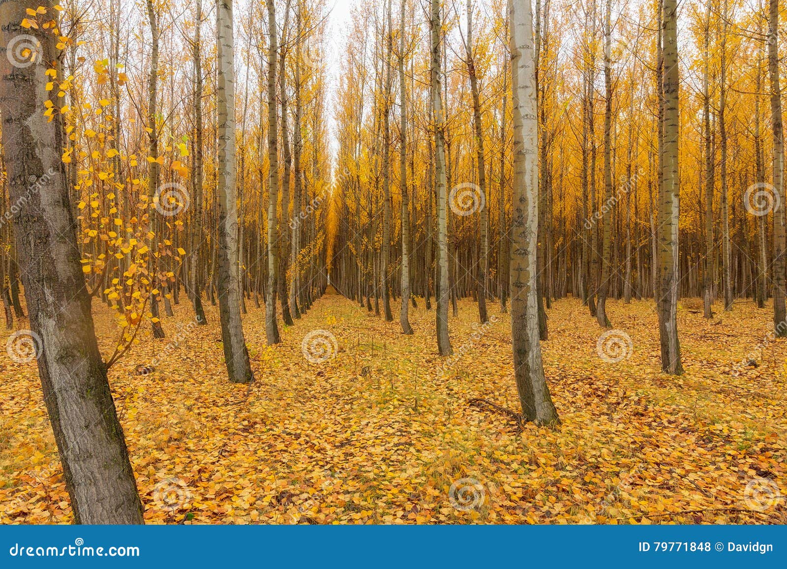 Poplar Tree Farm in Oregon stock photo. Image of poplar - 79771848