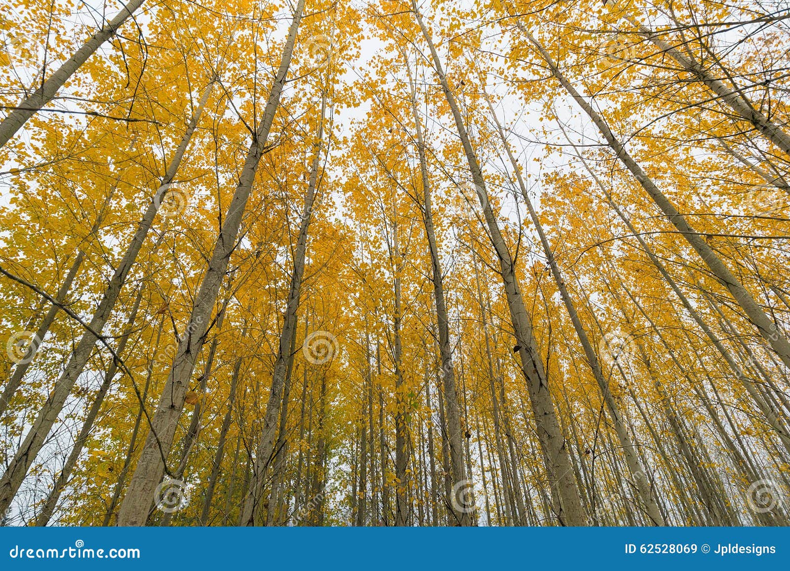 Poplar Tree Grove Canopy in Fall Stock Image - Image of states ...