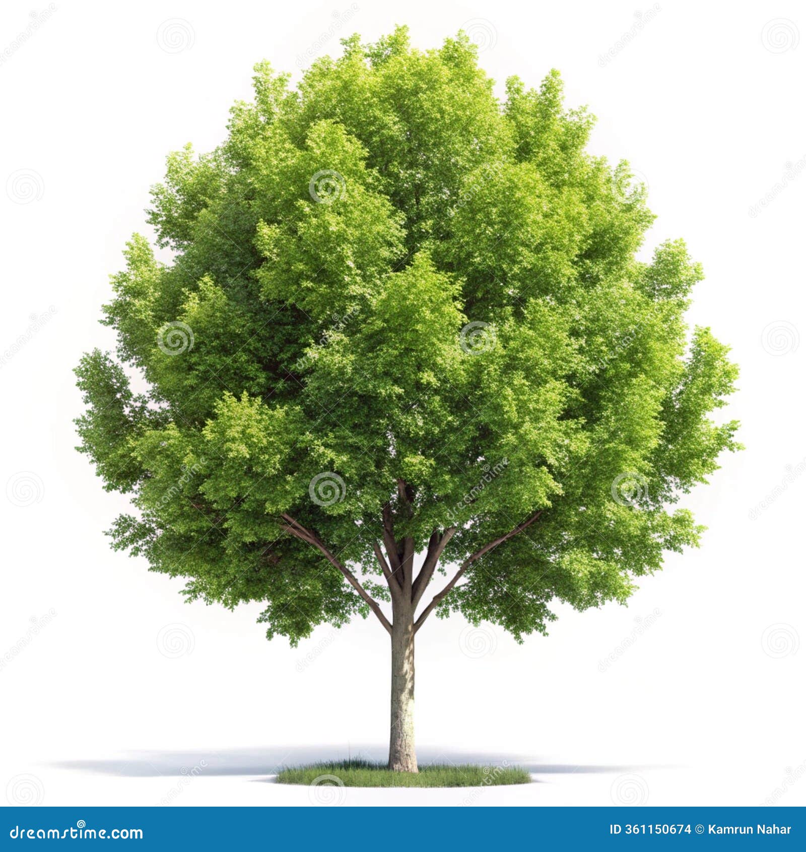 Poplar Tree Isolated on Transparent Background Stock Illustration ...