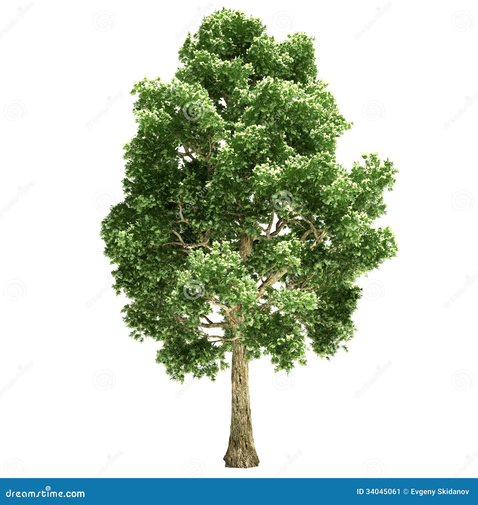 Poplar Tree Illustration, Drawing, Engraving, Ink, Line Art, Vector ...