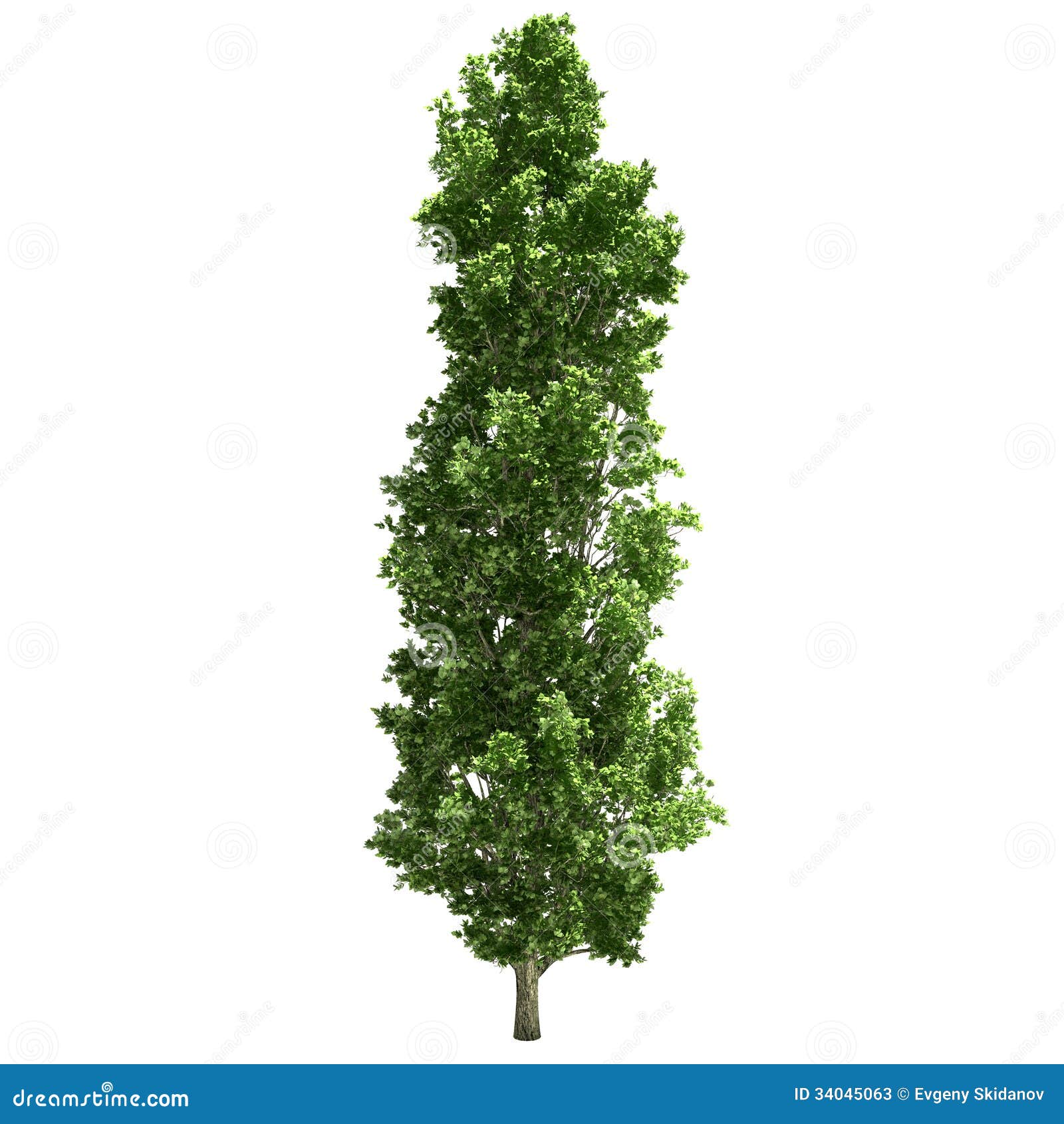 Poplar Tree Isolated Stock Photos - Image: 34045063