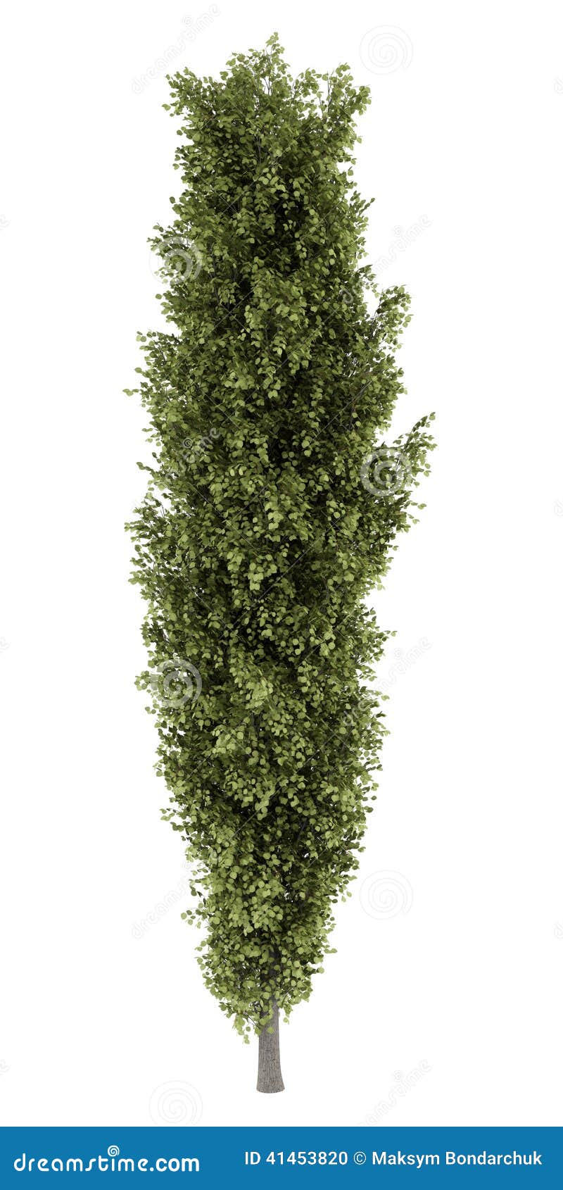 Poplar Tree Illustration, Drawing, Engraving, Ink, Line Art, Vector ...