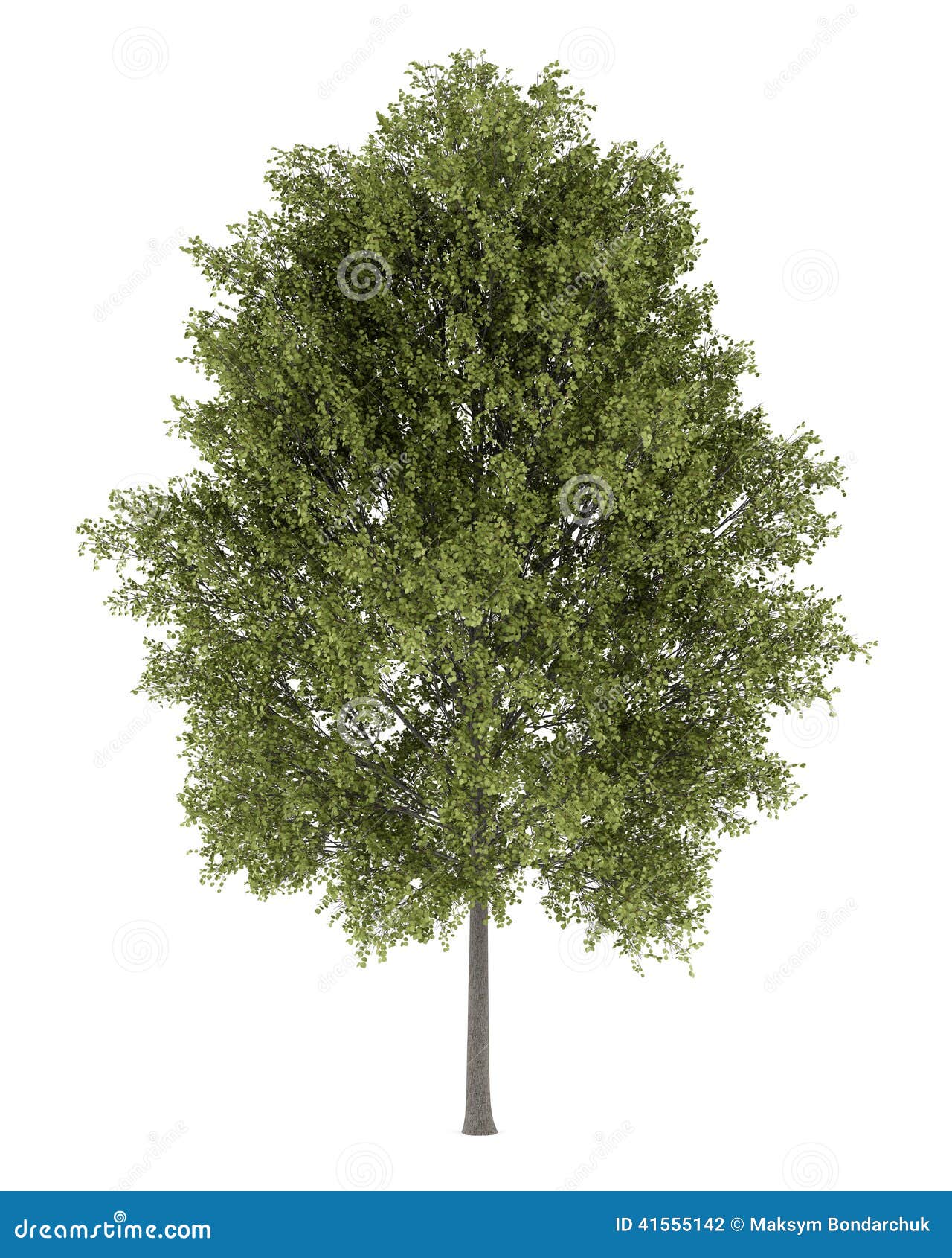 Poplar Tree Illustration, Drawing, Engraving, Ink, Line Art, Vector ...