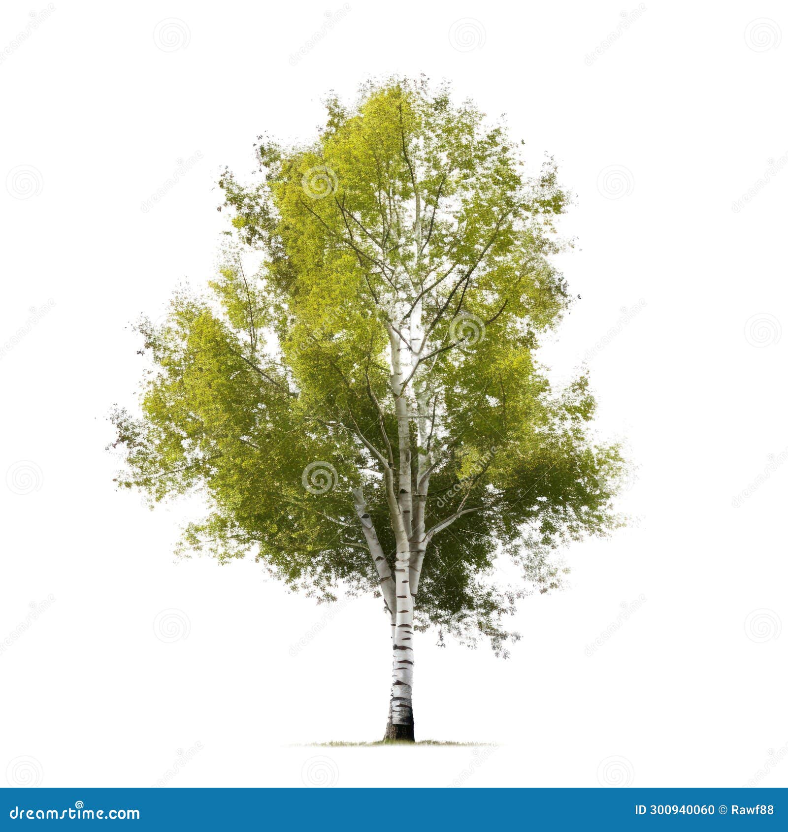 Poplar Tree Isolated on White Transparent Background Stock Illustration ...