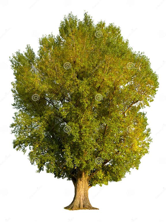 Poplar tree isolation stock photo. Image of late, strong - 8935992