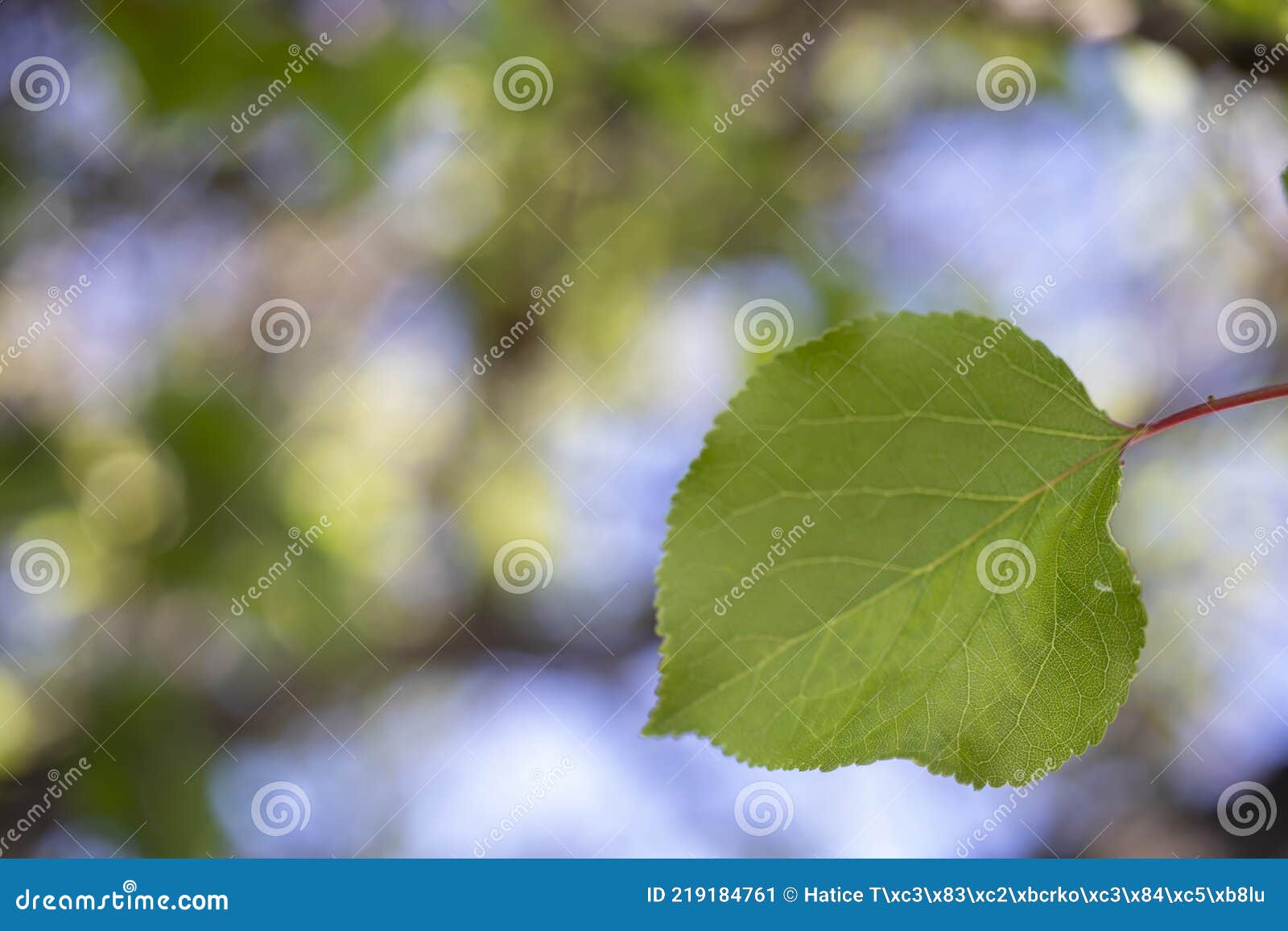 Poplar Tree Leaf, Background for Natural Expressions. Stock Image ...
