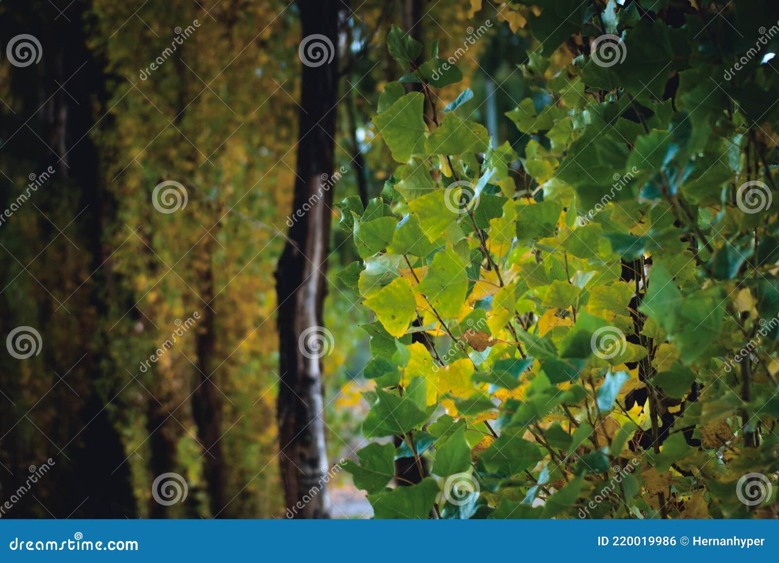 Poplar Tree Leaves Changing Colors at the Beginning of the Autumn ...