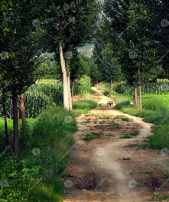Poplar tree lined path stock photo. Image of countryside - 21404530