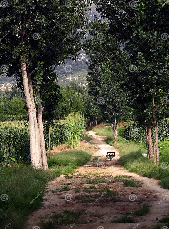 Poplar tree lined path stock image. Image of farmer, leaves - 21404959
