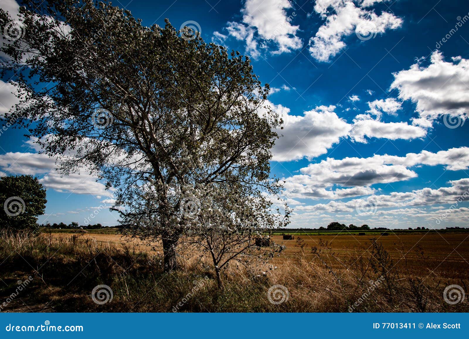 Poplar tree stock image. Image of blown, summer, fenland - 77013411