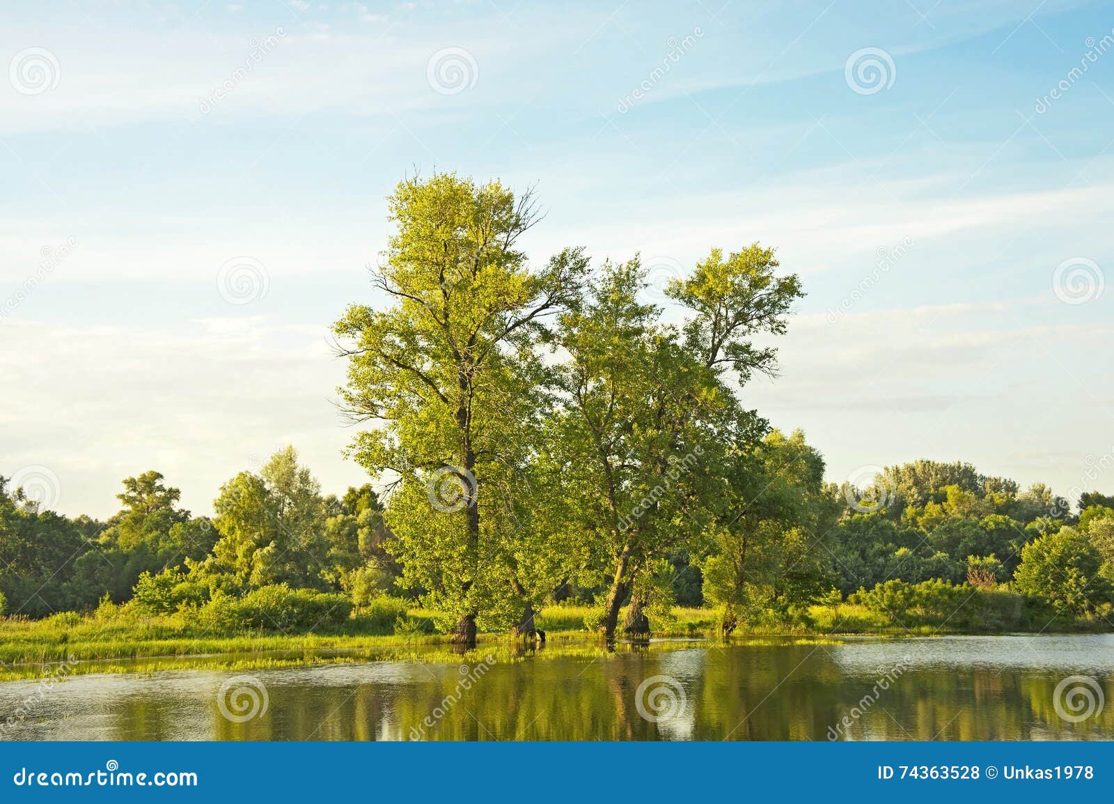 Poplar tree over lake stock photo. Image of natural, leaf - 74363528