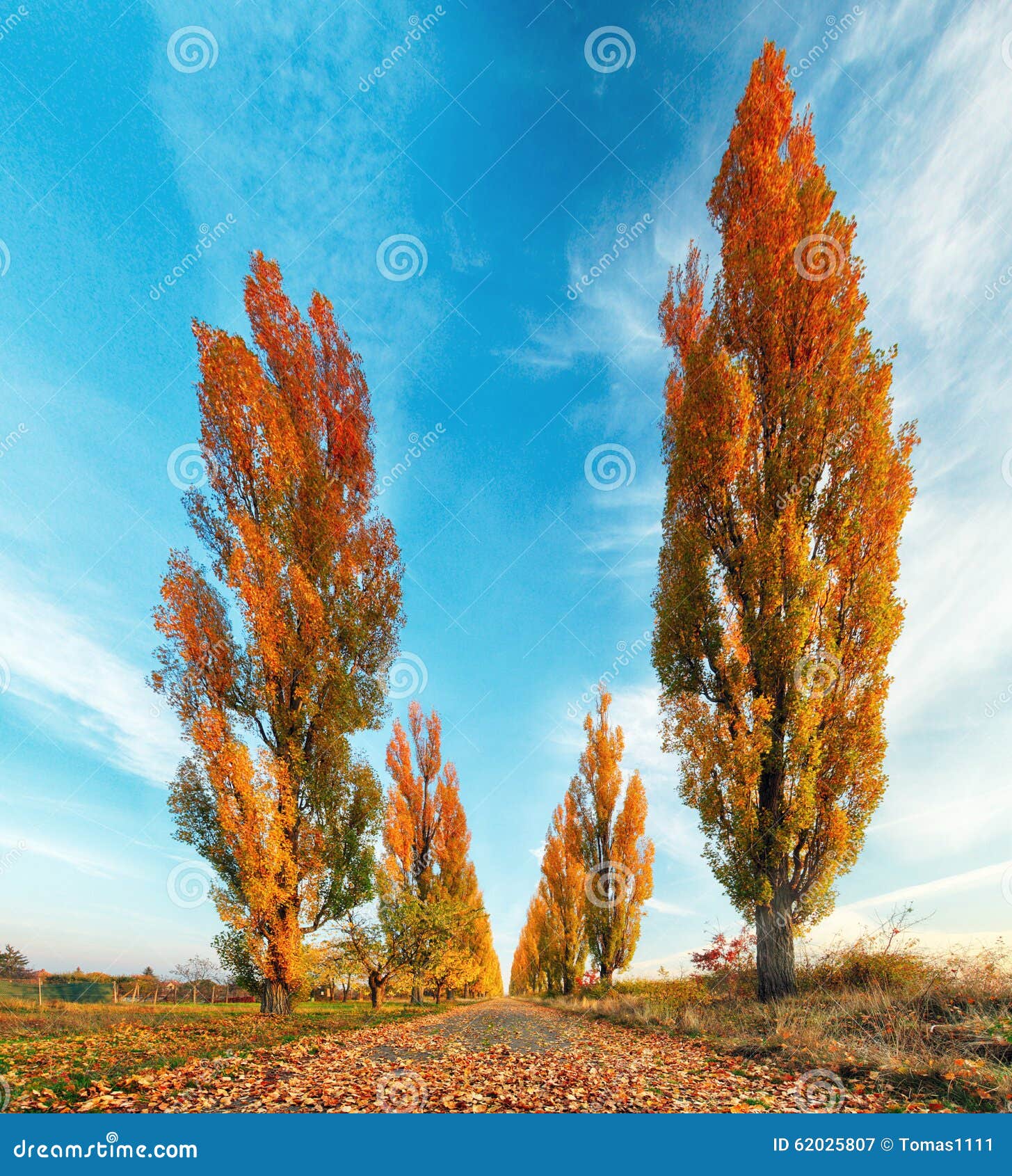 Poplar Tree with Road at Fall Stock Image - Image of beauty, field ...