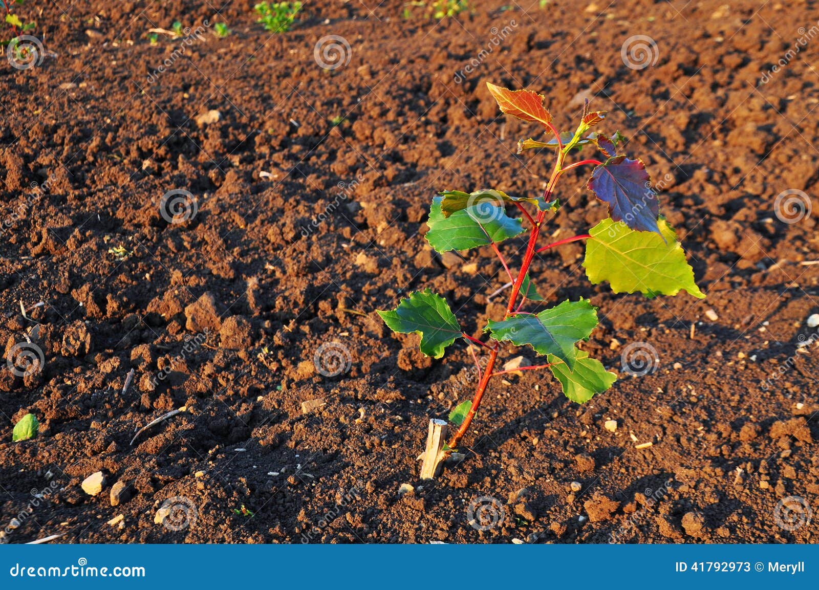 Poplar Tree Seedling, Agriculture Stock Image - Image of tree, detail ...