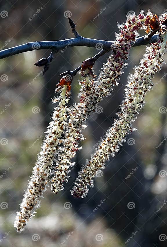 Poplar Tree Seeds stock image. Image of branch, fluff - 250743189