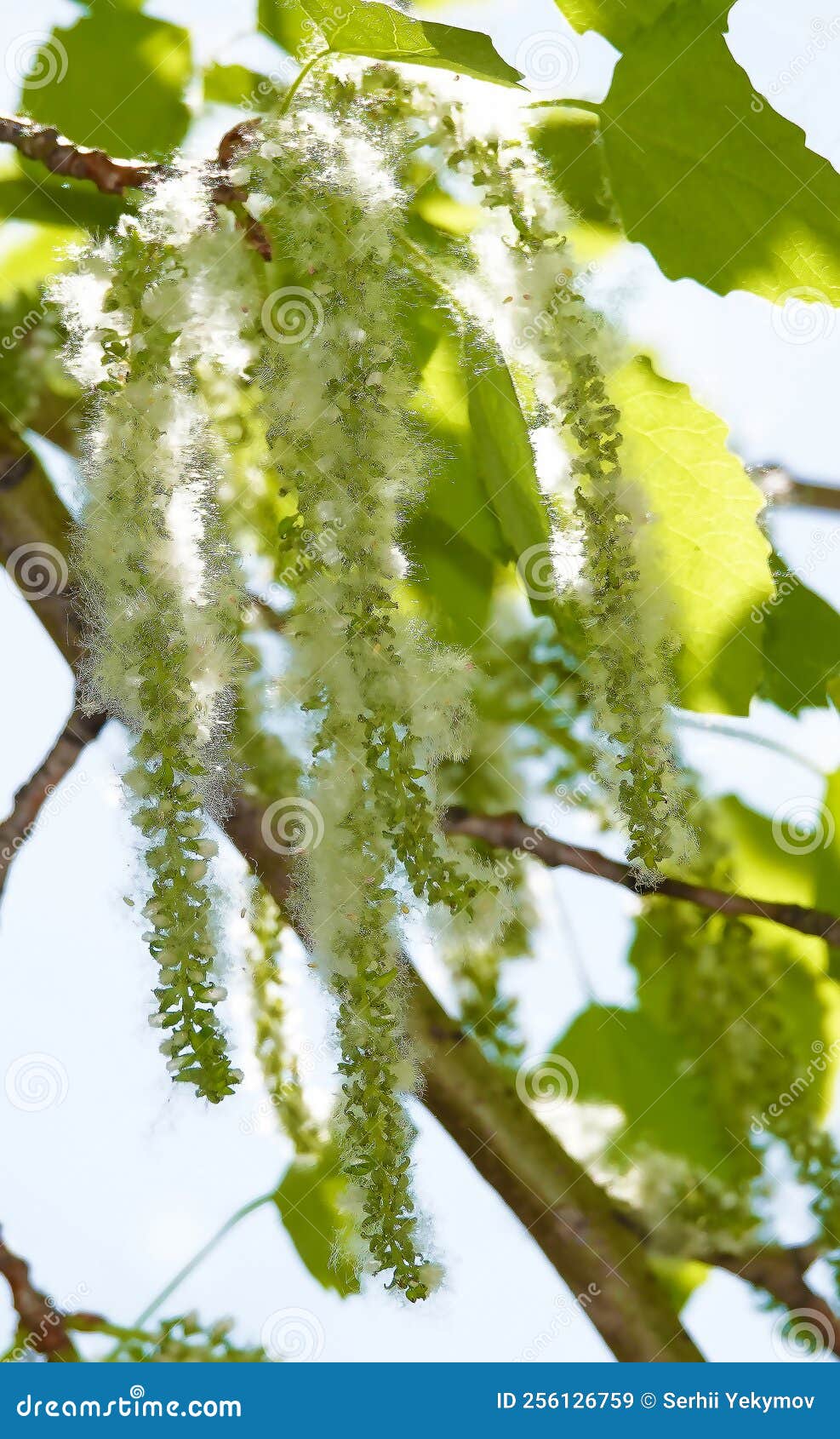 Poplar Tree Seeds stock image. Image of bunches, background - 256126759