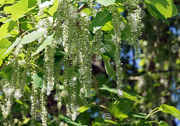 Poplar Tree Seeds stock photo. Image of spring, view - 259813442