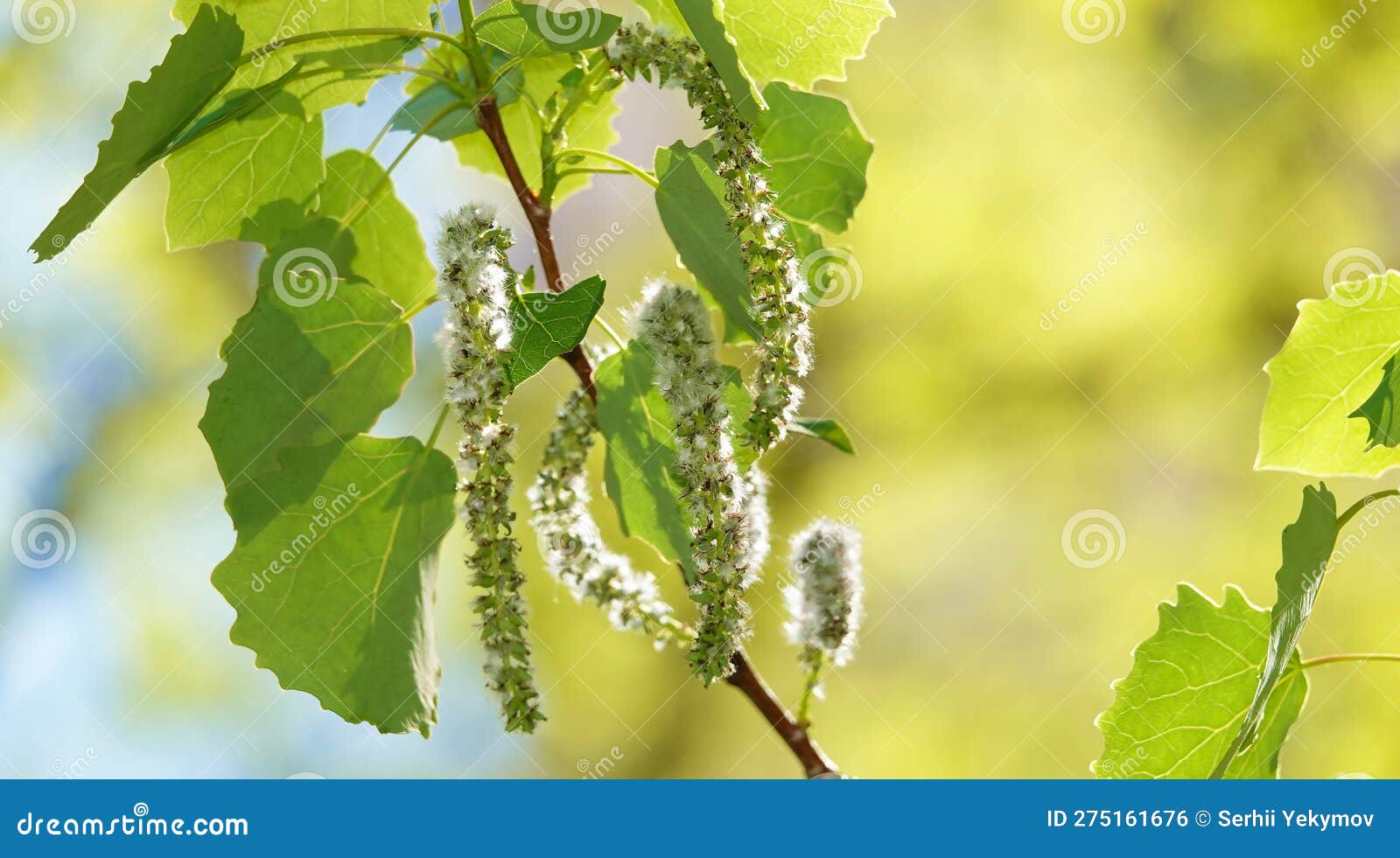 Poplar Tree Seeds stock photo. Image of city, carries - 275161676