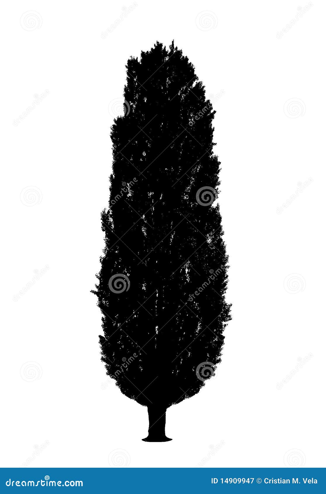 Poplar Tree Illustration, Drawing, Engraving, Ink, Line Art, Vector ...