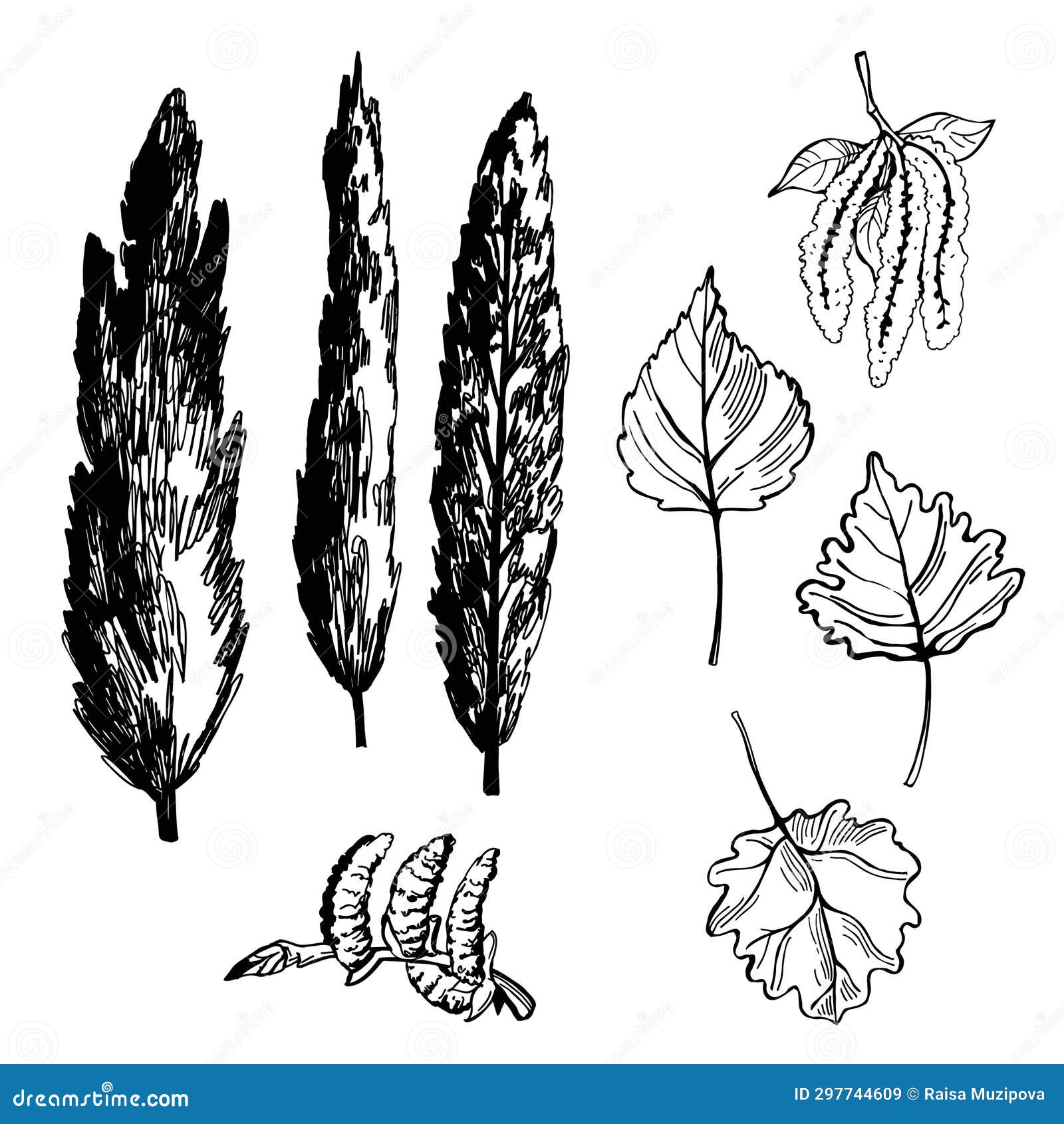 Poplar Tree. Sketch Illustration Stock Illustration - Illustration of ...