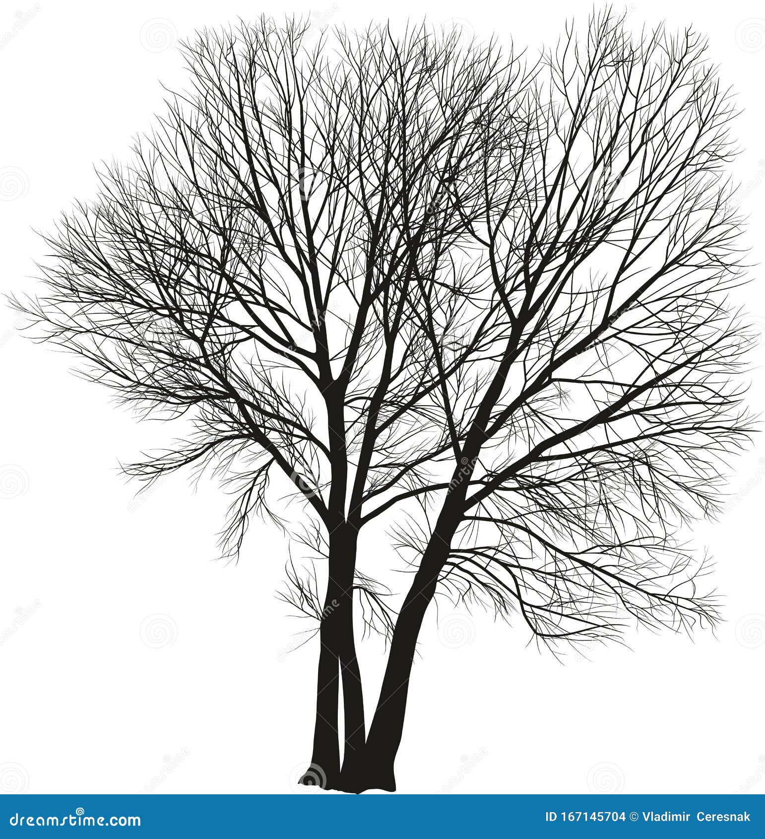 Poplar tree, three trees stock vector. Illustration of poplar - 167145704