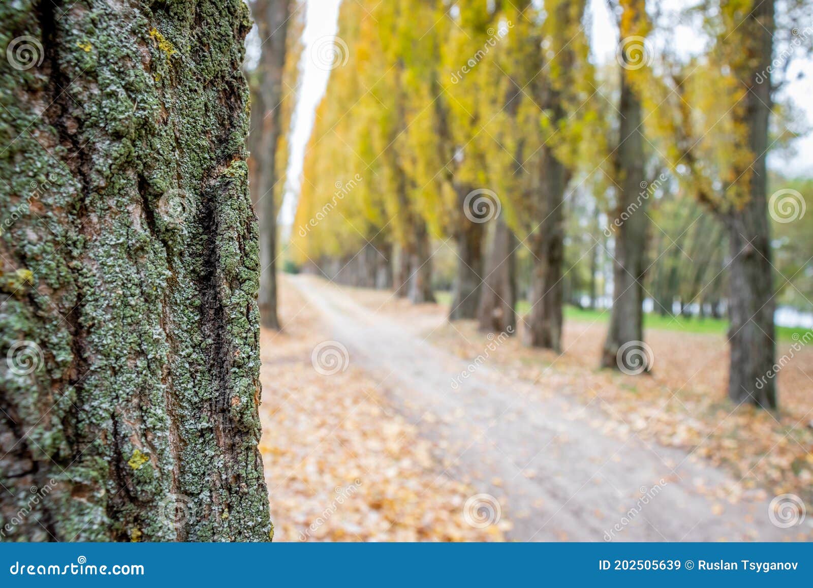 Poplar Tree Trunk On The Background Of Trail In The Park Stock Image ...
