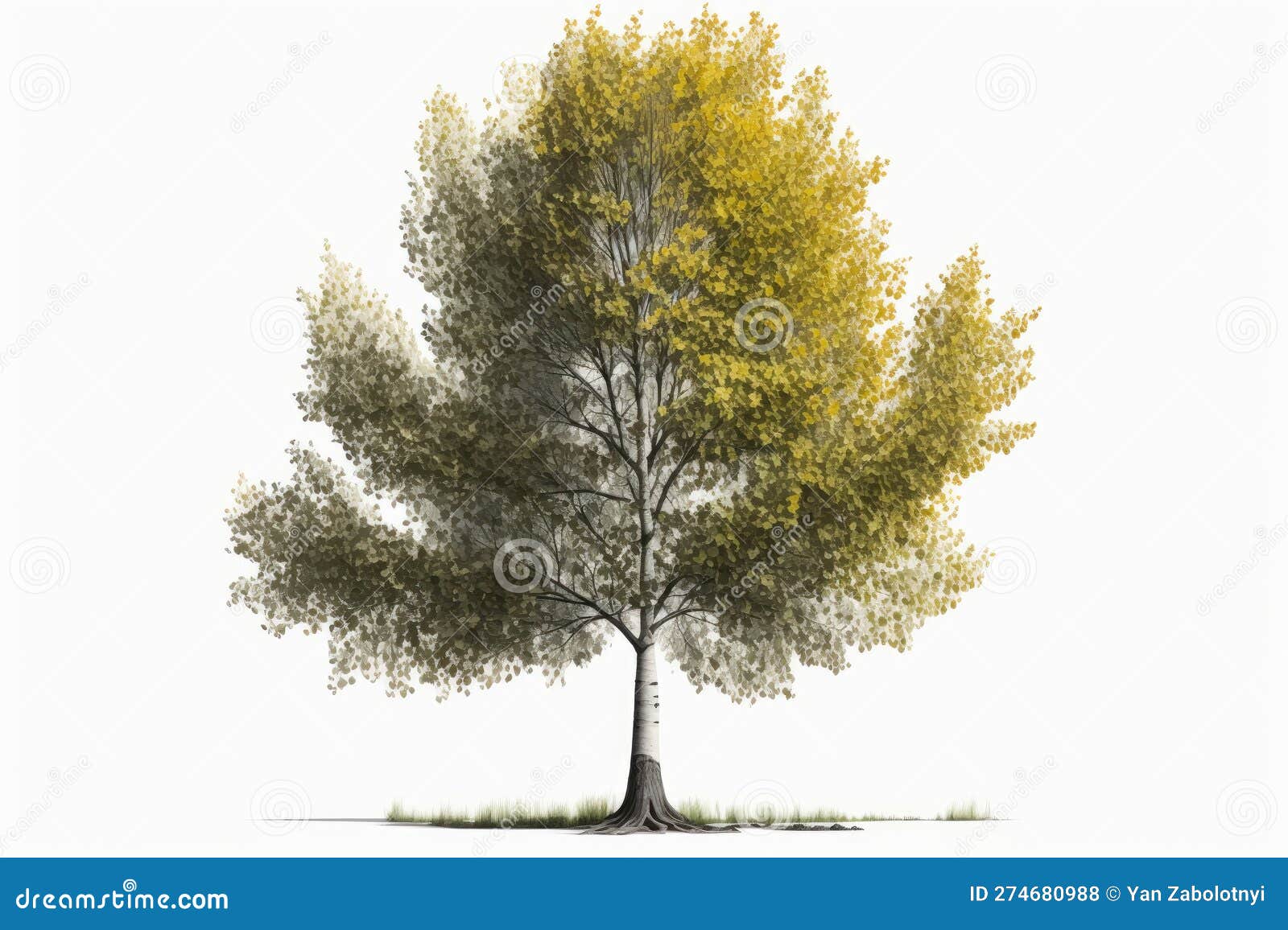 Poplar Tree on a White Background. Generative AI Stock Illustration ...