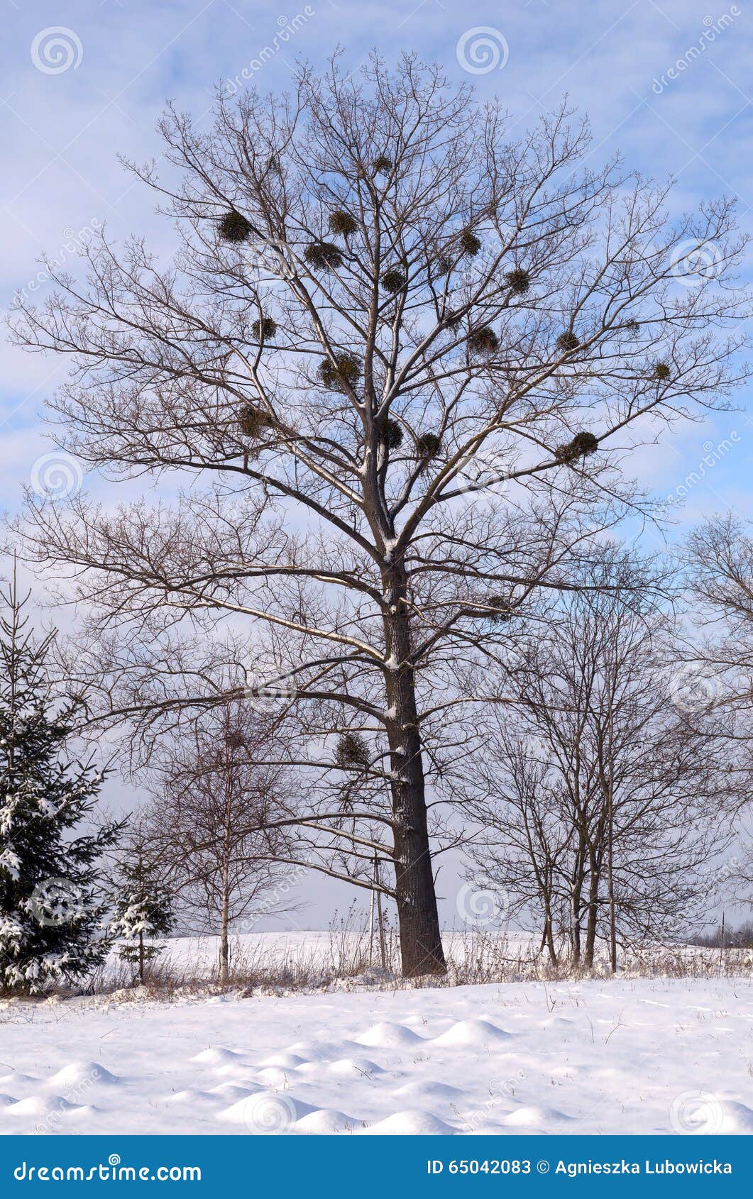 Poplar tree in winter stock image. Image of nsnow, frost - 65042083