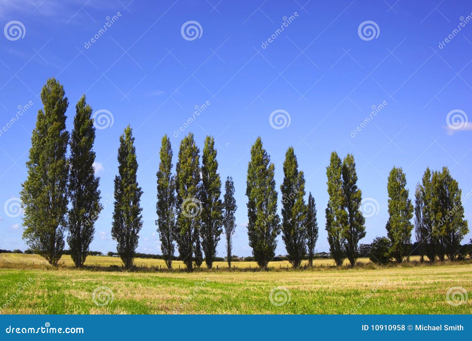 Poplar trees stock photo. Image of poplar, rural, trees - 10910958