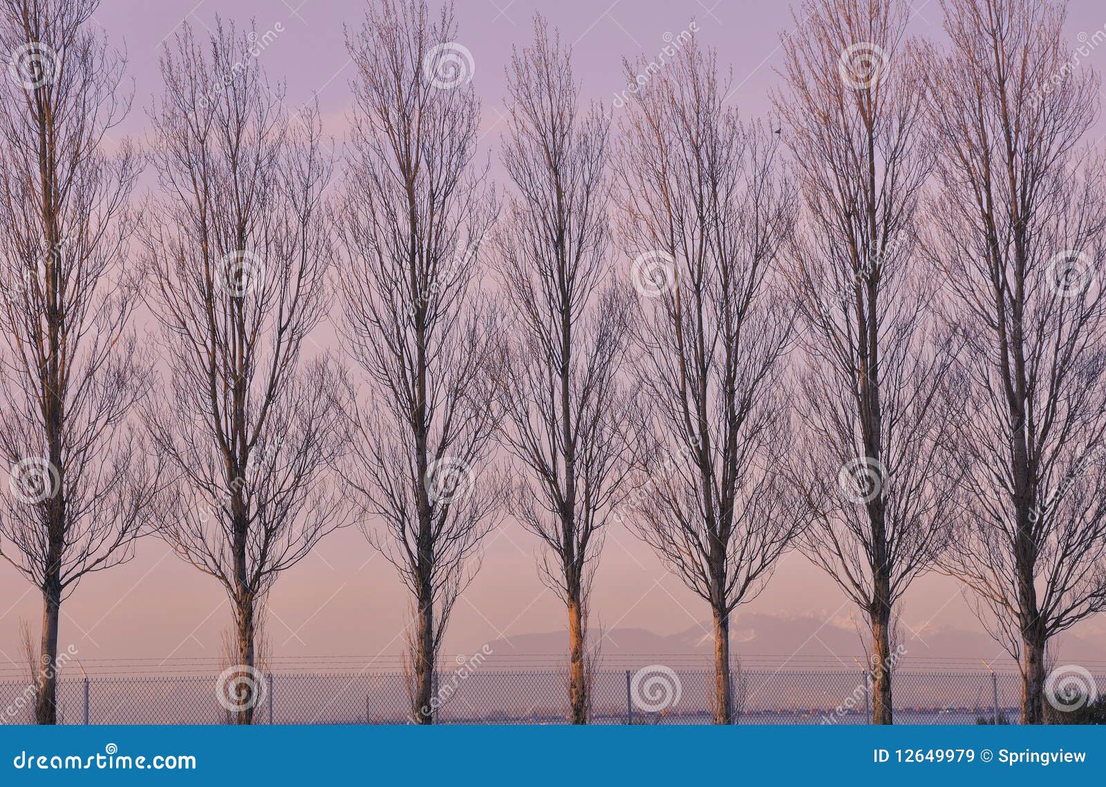 Poplar trees stock image. Image of poplar, background - 12649979